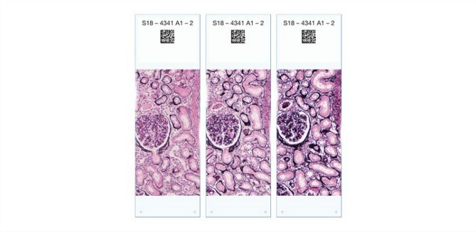 BenchMark Special Stains system