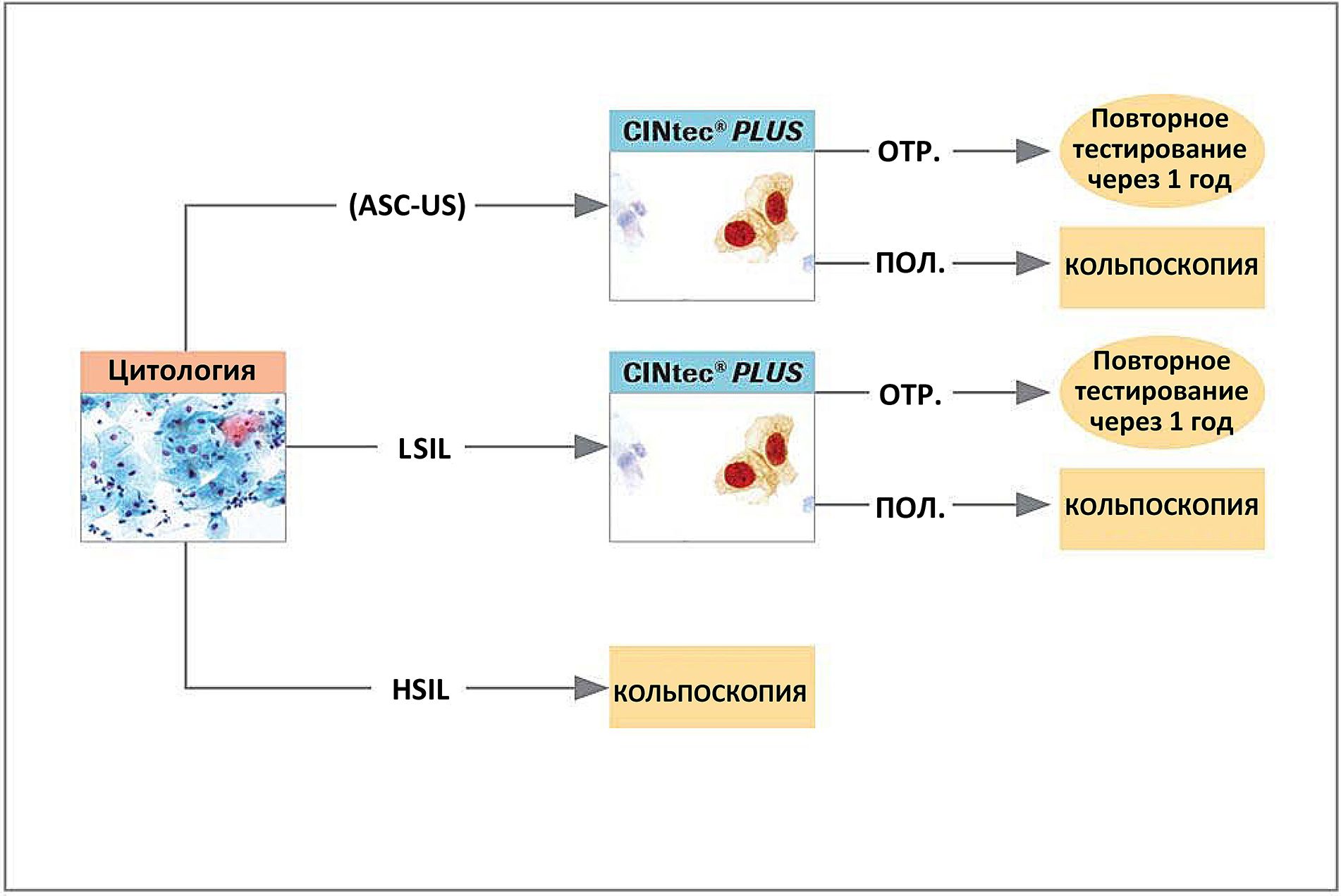 Тест CINtec® PLUS Cytology