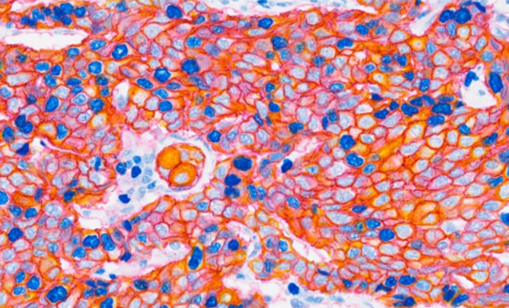 Immunohistochemistry (IHC) Resources