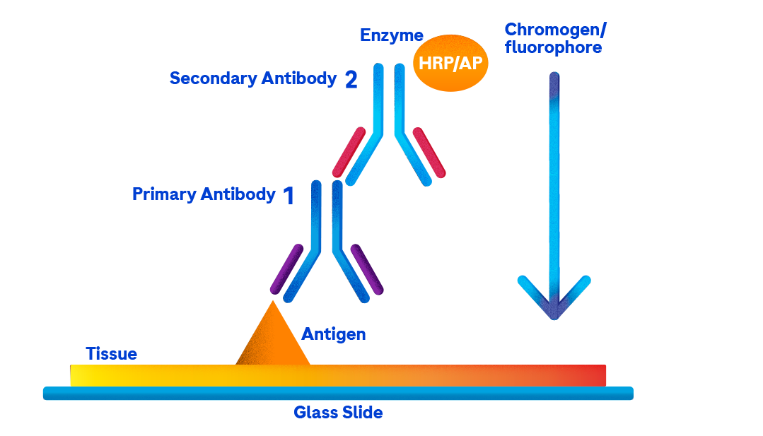 Immunohistochemistry (IHC) Resources