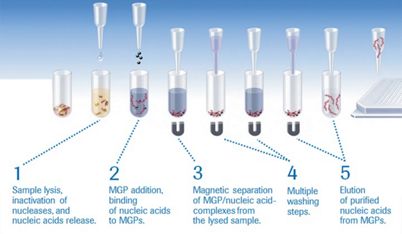 MagNA Pure 24 System