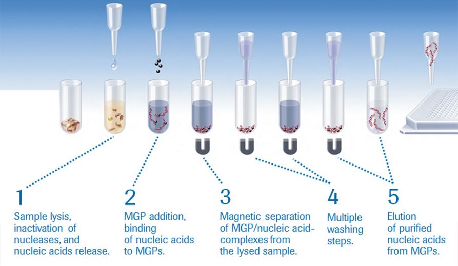 MagNA Pure 24 System