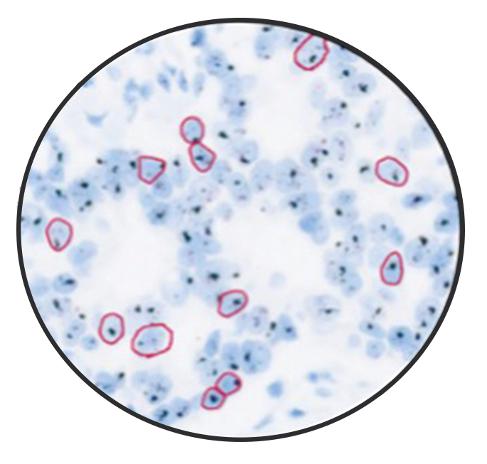Upath Image Analysis Algorithms