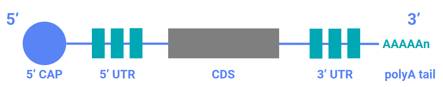 Understanding mRNA technology as platform for biopharma