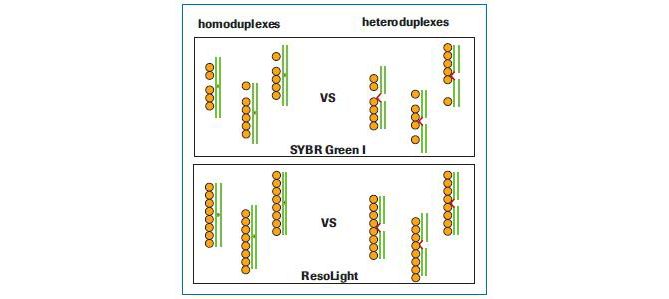 LightCycler® 480 Detection Formats
