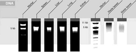 MagNA Lyser Instrument Performance Data