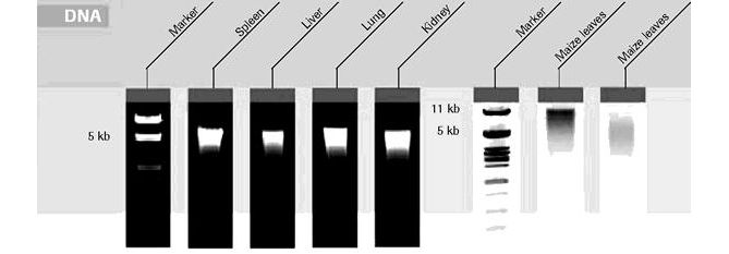 MagNA Lyser Instrument Performance Data