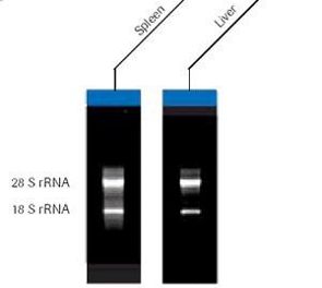 MagNA Lyser Instrument Performance Data