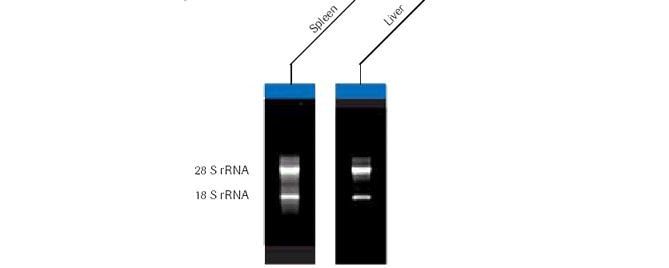 MagNA Lyser Instrument Performance Data
