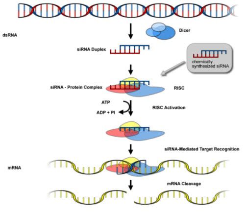 mRNA Silencing by RNA Interference