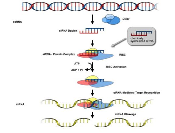 mRNA Silencing by RNA Interference