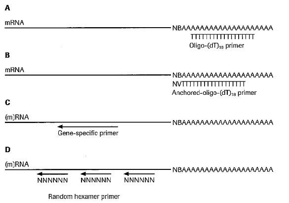 Reverse Transcription Technology