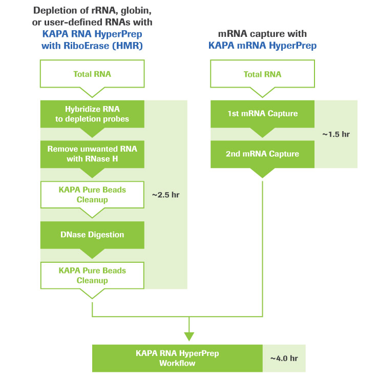 Rna Sequencing Rna Seq