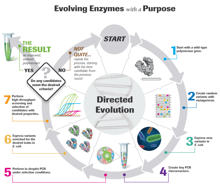Directed Evolution Technology For Engineering Enzymes In Ngs Reagents